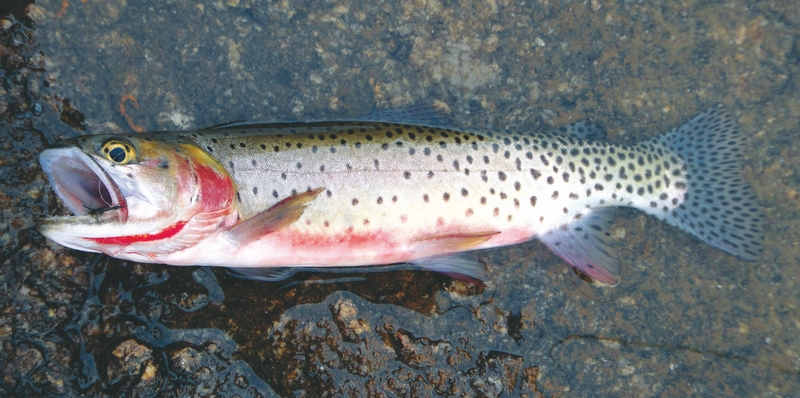 New study reveals secrets about Colorado’s cutthroats | PostIndependent.com